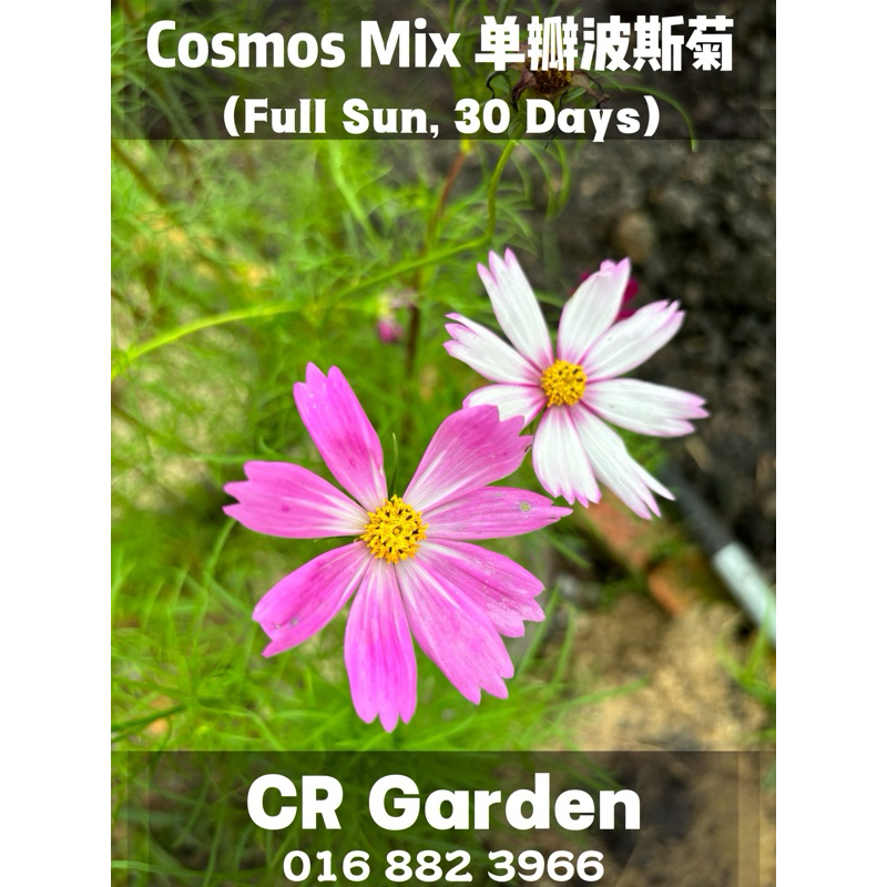Cosmos Mix 50 Seeds 混色波斯菊50粒 (Full Sun, 30 Days) | Shopee Malaysia
