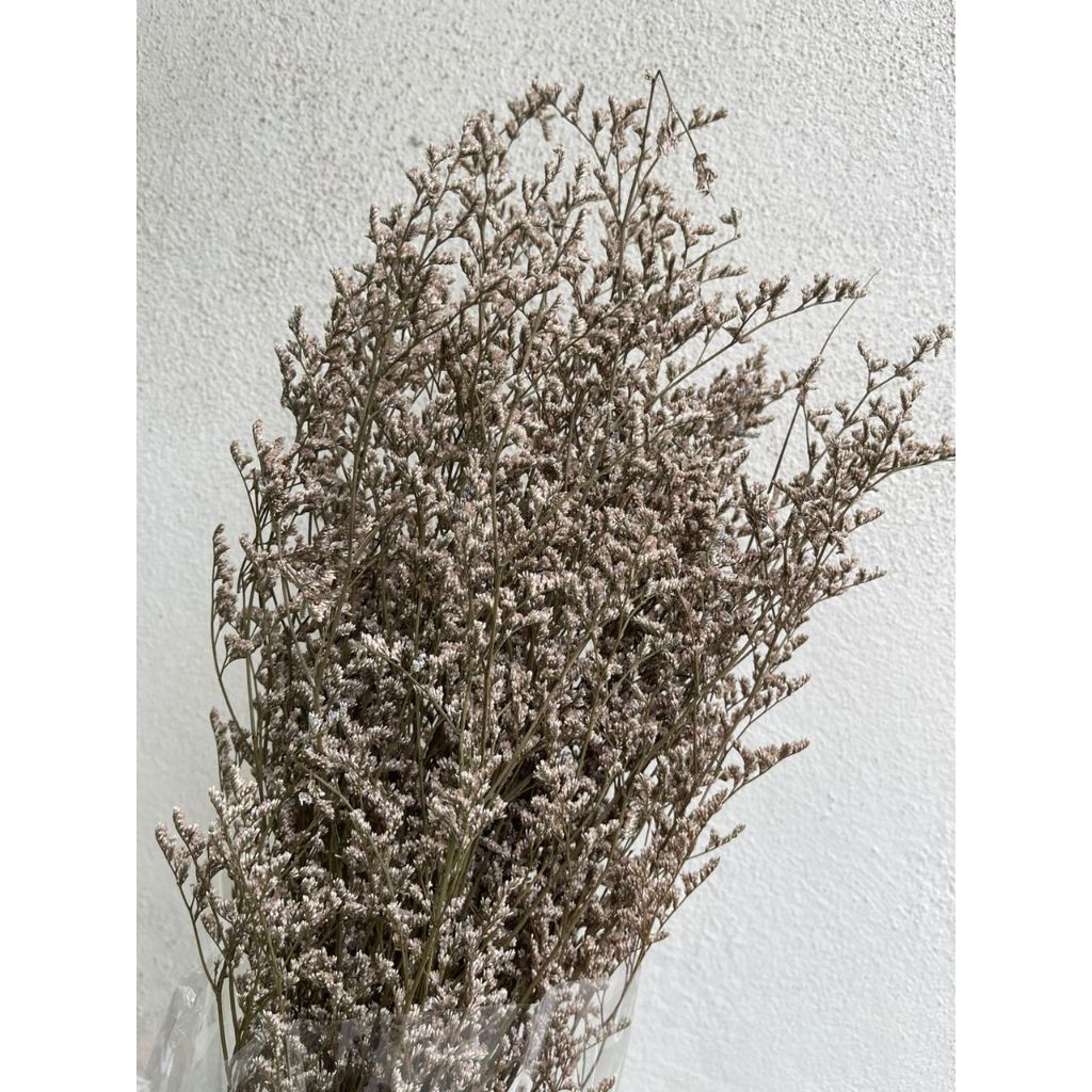 Premium Quality 20/50/100gram Caspia | Preserved Dried Flower | Bouquet ...