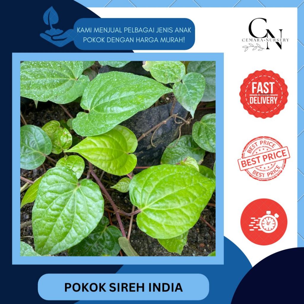 Cemara Nursery || Pokok Sireh India | Shopee Malaysia