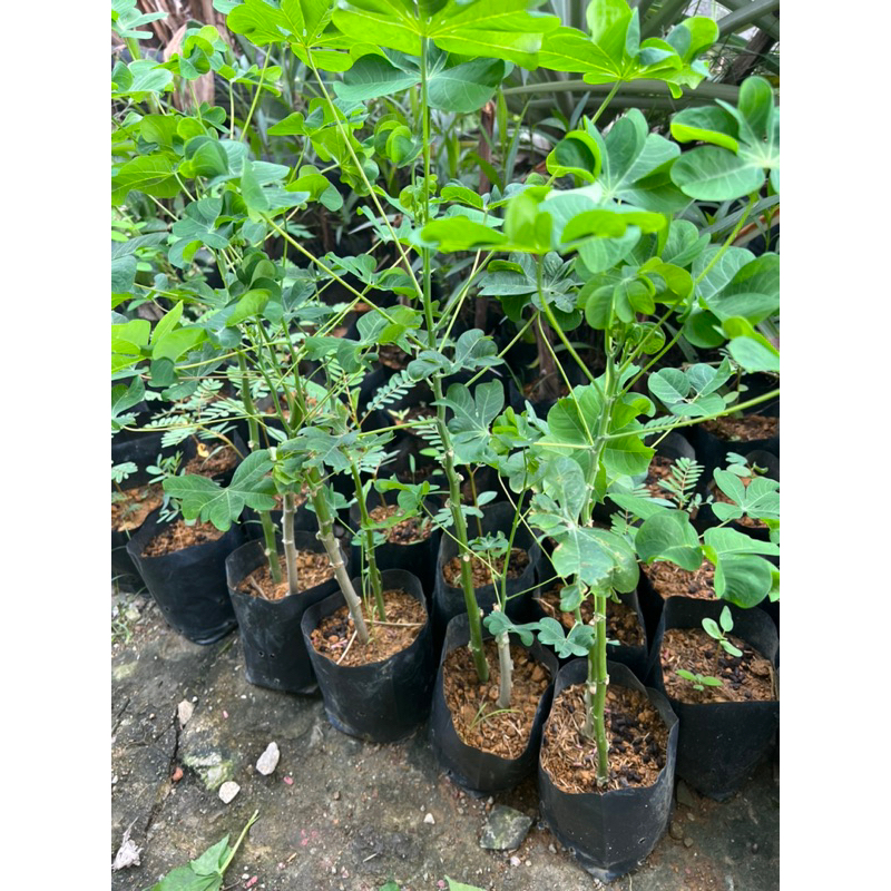 Ubi Kerinting Pokok Ulam Tidak Pahit | Shopee Malaysia