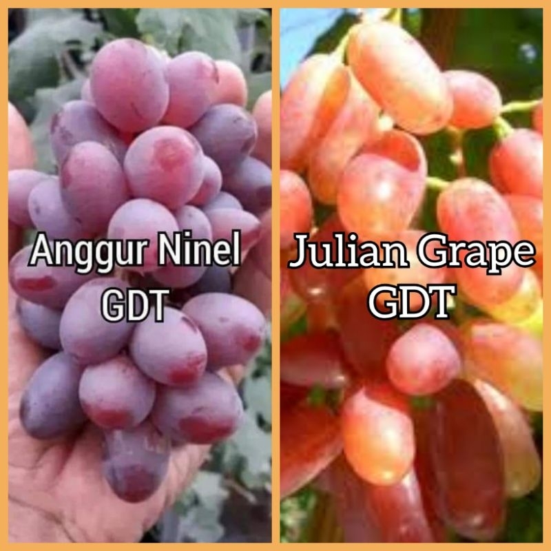 Cutting Anggur ~ Jupiter, Veles, Everest, Ninel, Jubilee, Black Ozark ...