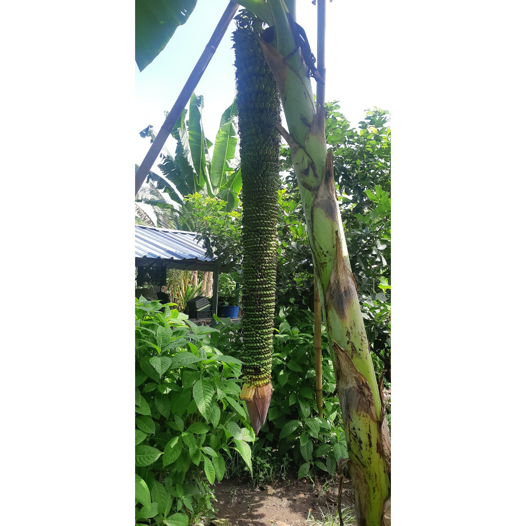 RARE Sulur pokok pisang SERIBU / BELALAI GAJAH | Shopee Malaysia