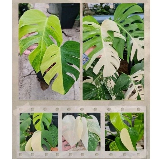 📣📣Free Shipping🚚 Monstera Aurea Kuning & Albo Putih High Variegation ...