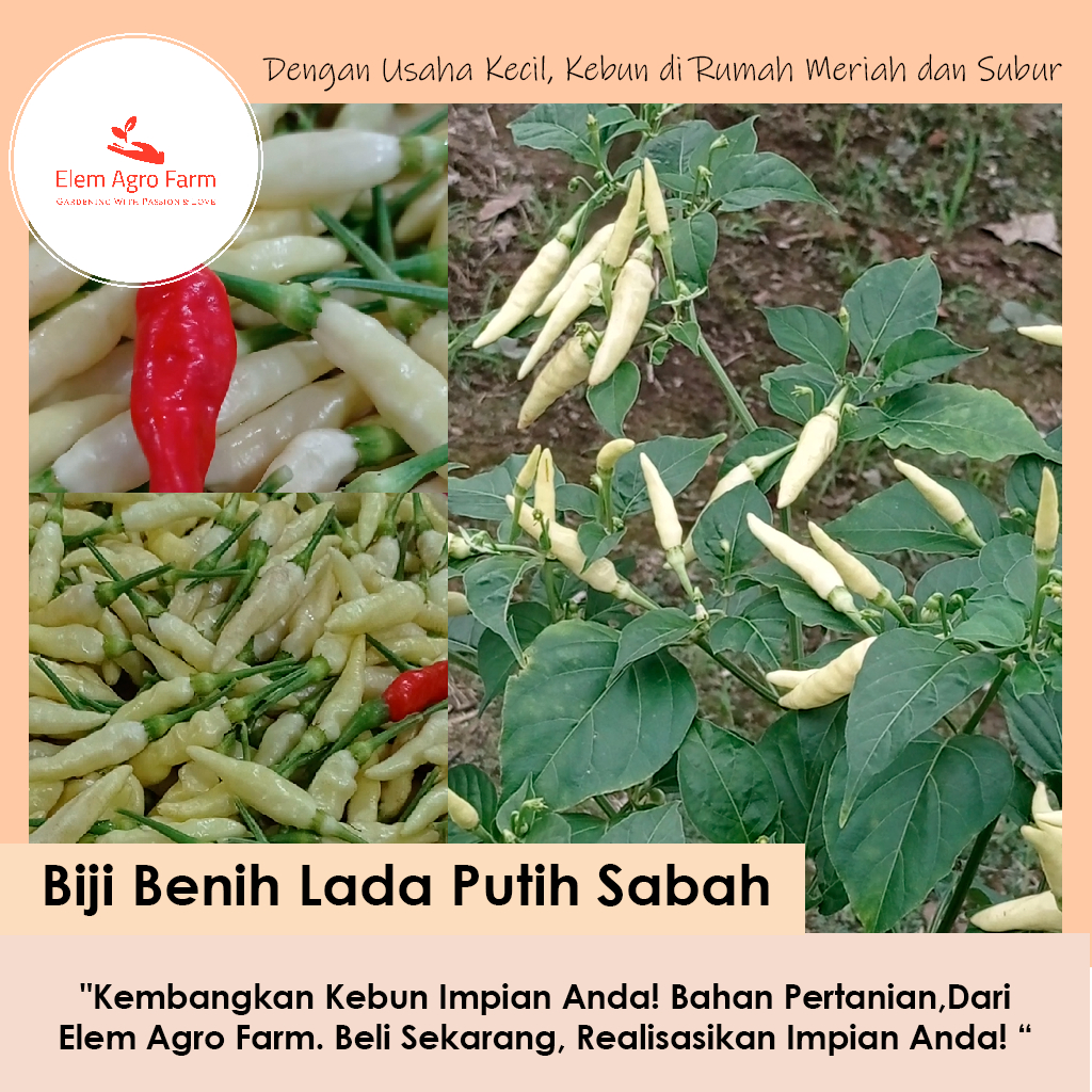 Biji Benih Lada Putih Sabah Jenis Pedas Pek Hobi (10 pcs seeds ...