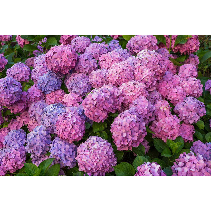 Pokok Hydrangea / Pokok Siti Zubaidah Pokok Bunga 3 Bulan ( warna ...