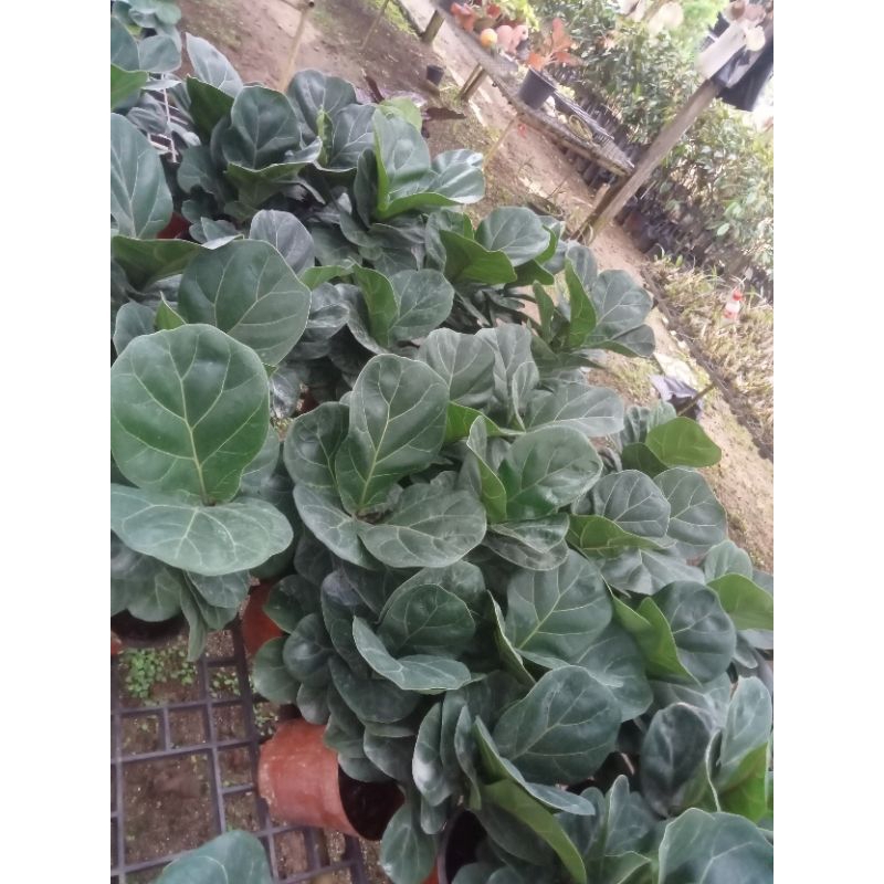Pokok Ficus (pokok ketapang) | Shopee Malaysia