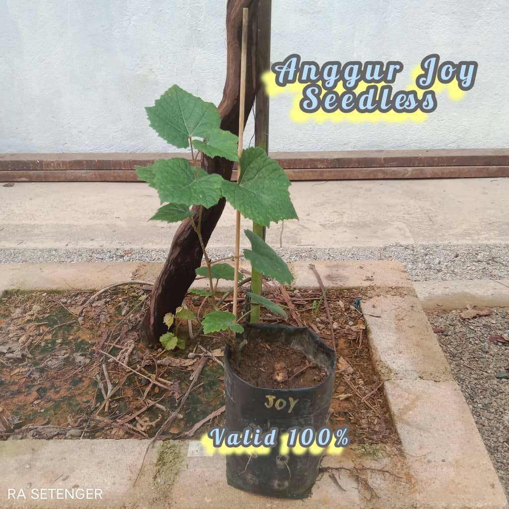 Anak Pokok Stabil ANGGUR JOY (TABLE GRAPE) | Shopee Malaysia