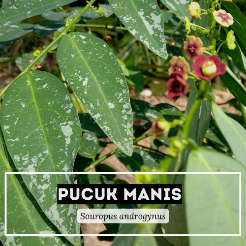 PUCUK MANIS | SWEET LEAF | LIVE PLANT | Shopee Malaysia
