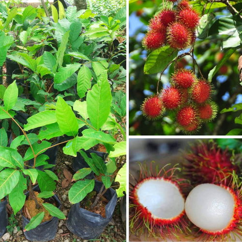 Pokok Rambutan Anak Sekolah Kahwin / Anak Pokok / Hybrid | Shopee Malaysia