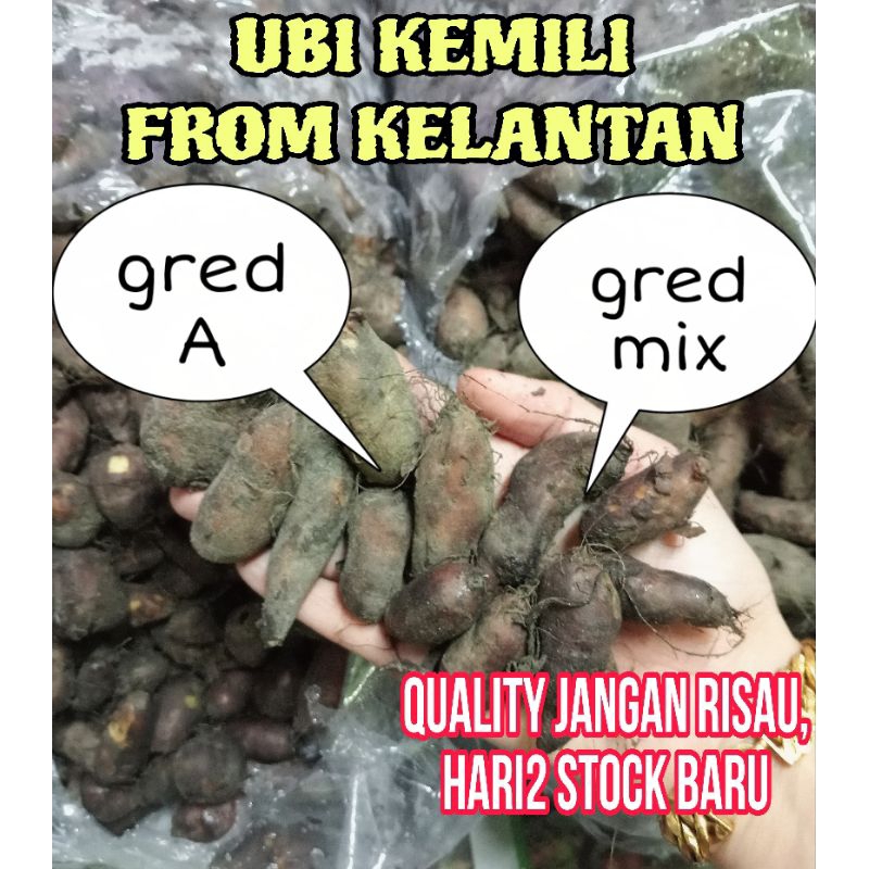 READY STOCK UBI KEMILI / UBI KELING 1KG FRESH SOKMO ADA ORDER BARU ...