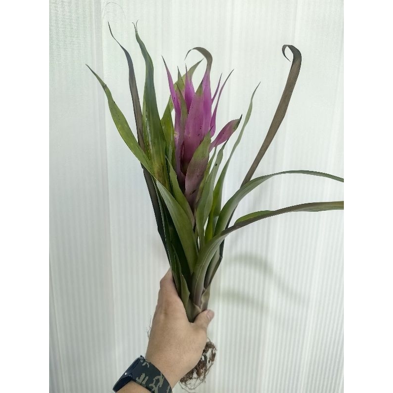 bromeliad guzmania Deseo Pink | Shopee Malaysia