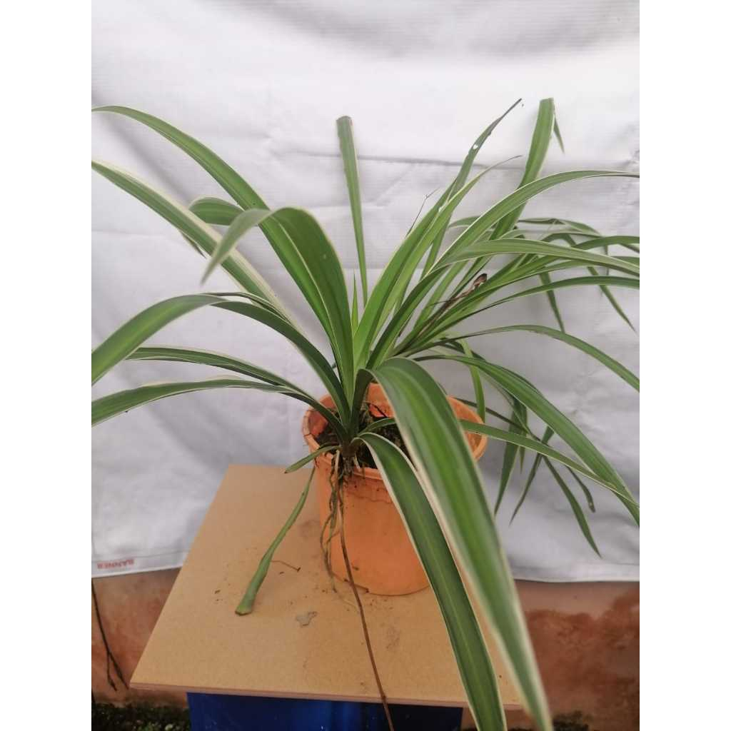 Pokok ubi kala kaca, pokok hiasan dalam rumah, dalam pasu & polybag ...