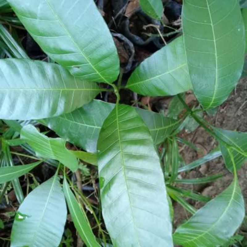 Pokok Kuini Semaian Biji | Shopee Malaysia