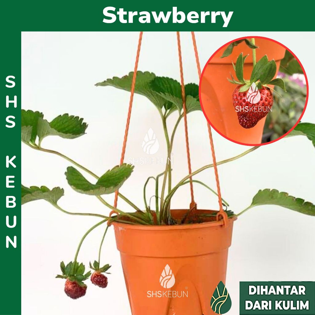 Strawberry Plant Low Land Pokok Strawberry Tanah Rendah Tumbuhan Hidup ...