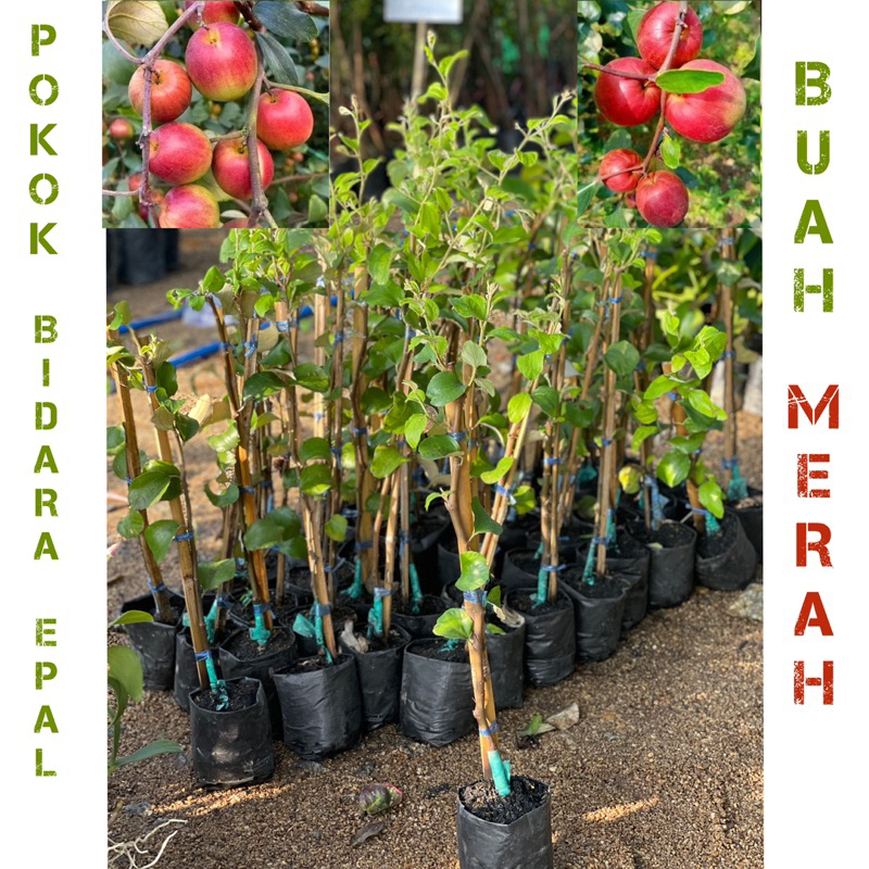 Pokok Bidara Epal Hybrid (Buah Merah) / Pokok Bidara Epal Merah/ Pokok ...