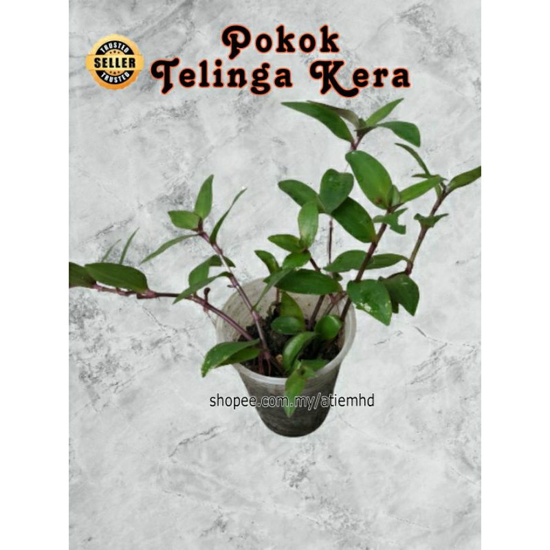Pokok Telinga Kera/ Wandering Jew **anak pokok dalam polybag/ gelas ...