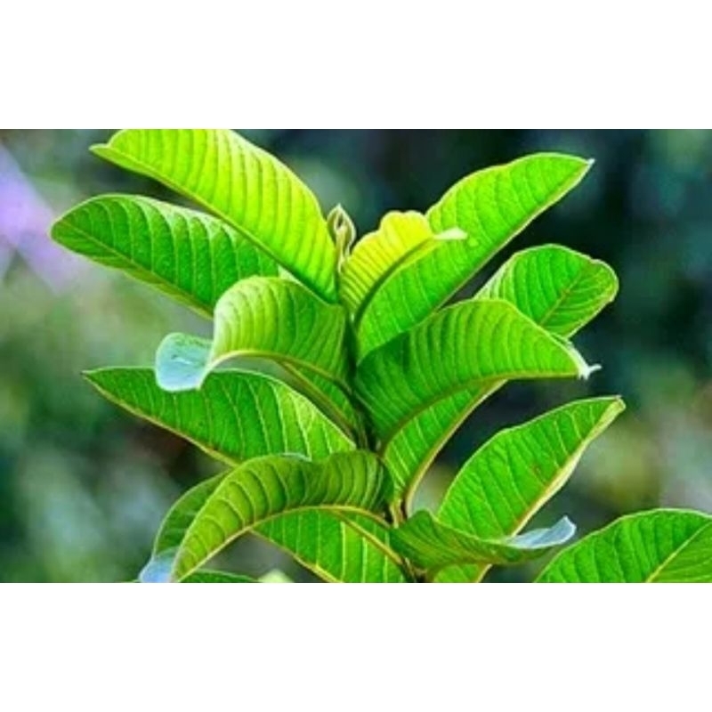 20 Helai Daun Jambu Batu | Shopee Malaysia