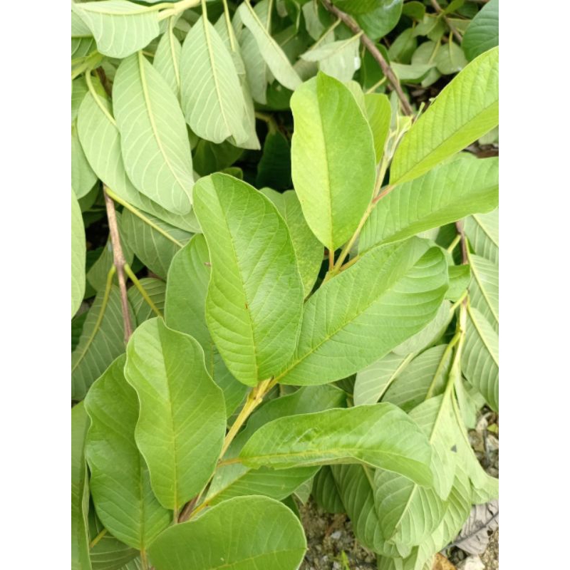 55pcs Daun Jambu Batu Organik/Organic Guava Leaves/pucuk daun jambu ...