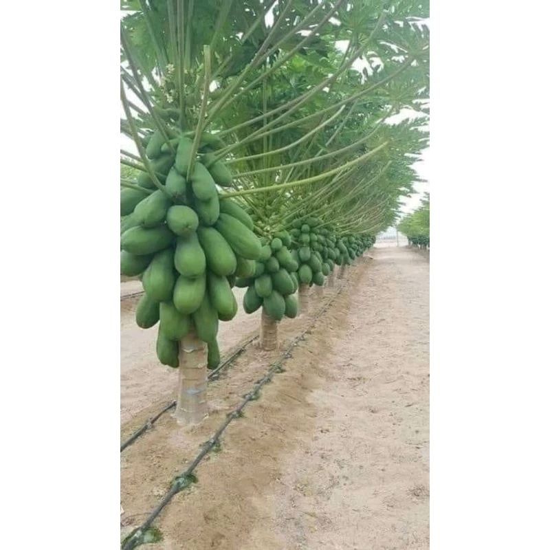 Anak Pokok Betik Sekaki | Shopee Malaysia