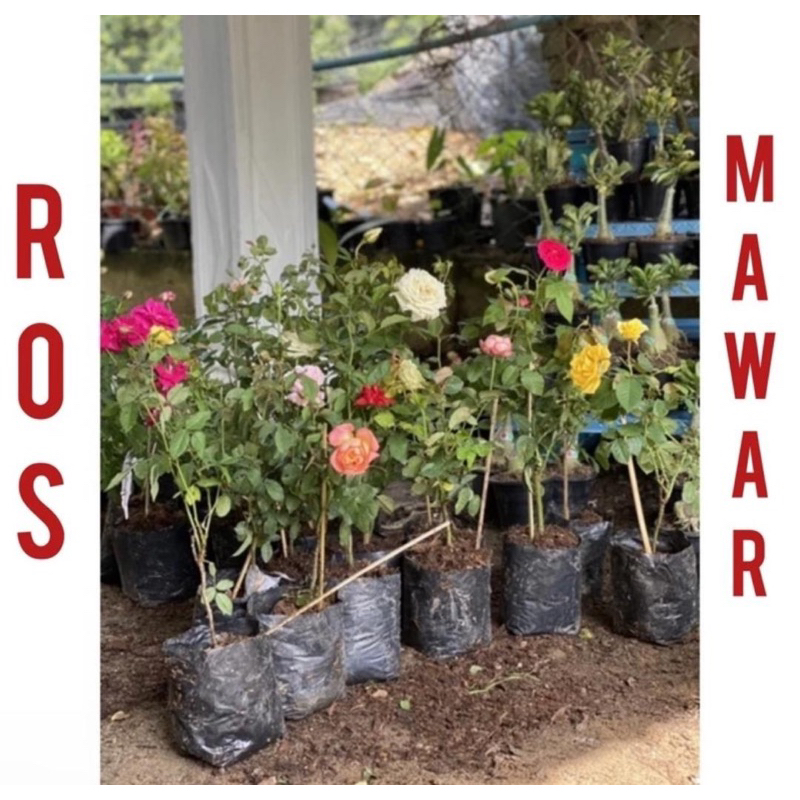 Pokok bunga rose mawar thai (hybrib) / live plant / wangi ( thai ) murah | Shopee Malaysia