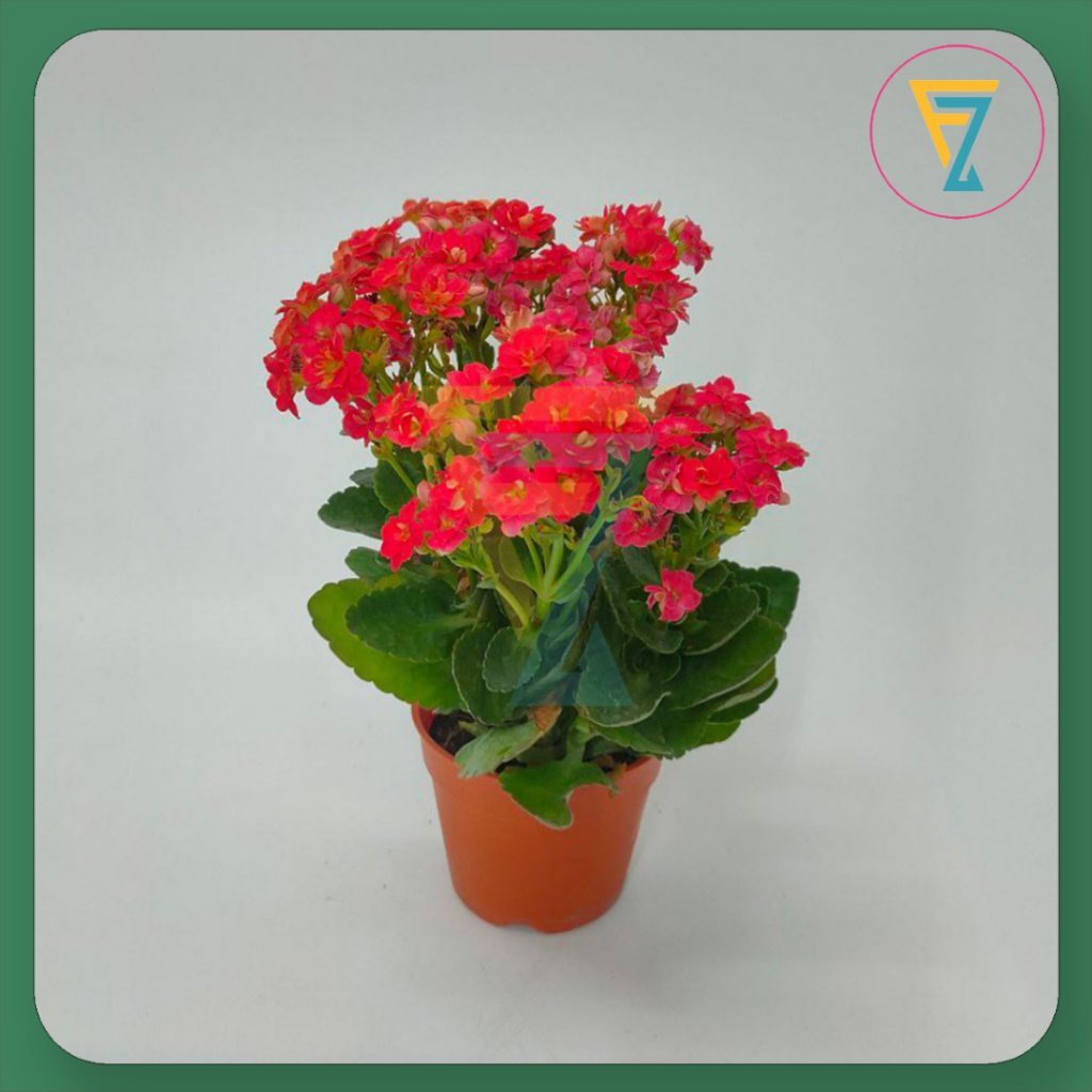 [READY STOCK] Kalancheo / Setawar | Shopee Malaysia