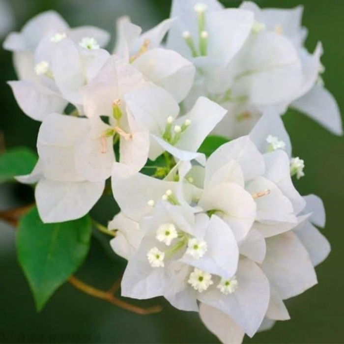 Pokok Bunga Kertas Putih | Shopee Malaysia