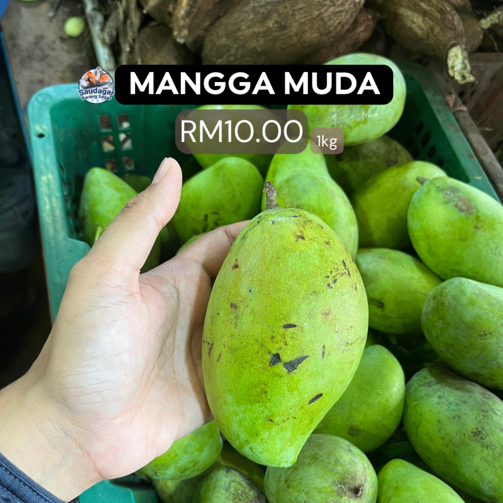 MANGGA MUDA / GREEN MANGO | Shopee Malaysia