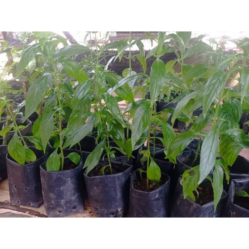 POKOK HEMPEDU BUMI DALAM POLIBEG | Shopee Malaysia