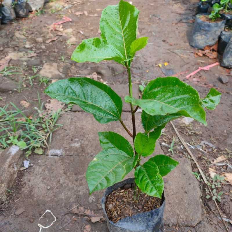 Anak pokok markisa (pokok besar) | Shopee Malaysia