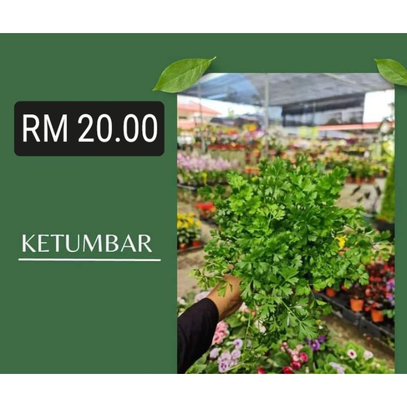 Pokok Daun Ketumbar 150p (Herb 🌿🌿🌿) | Shopee Malaysia