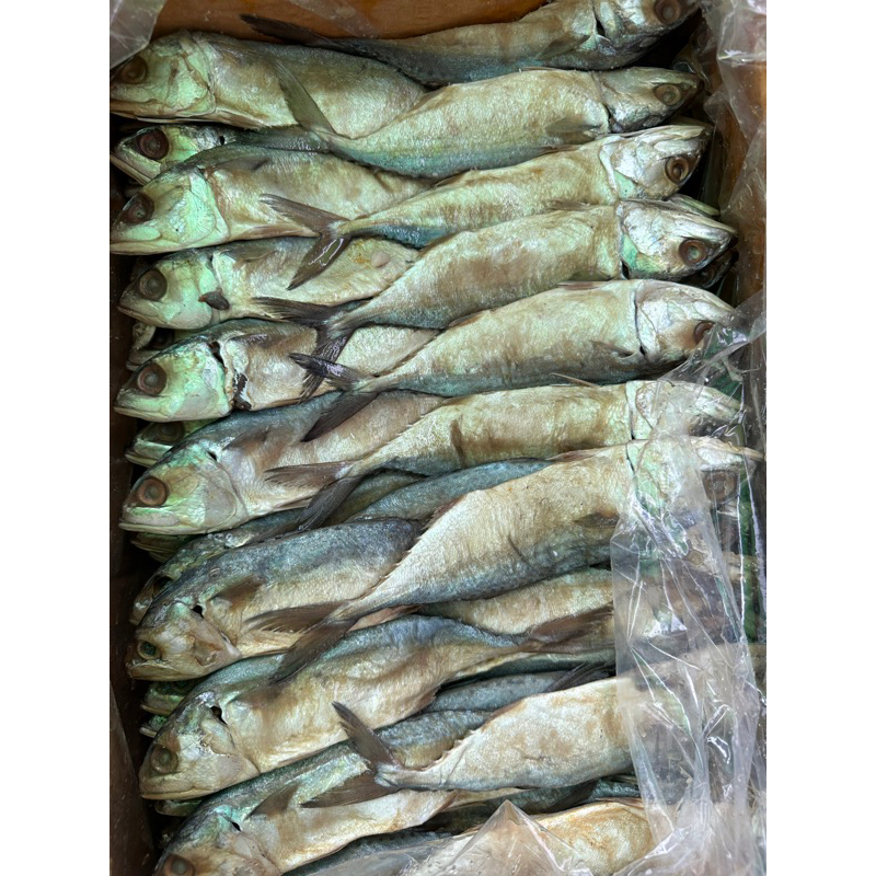IKAN BUDU | TEMENUN BUDU | IKAN KEMBONG JERUK | IKAN JERUK | IKAN BEKOK ...