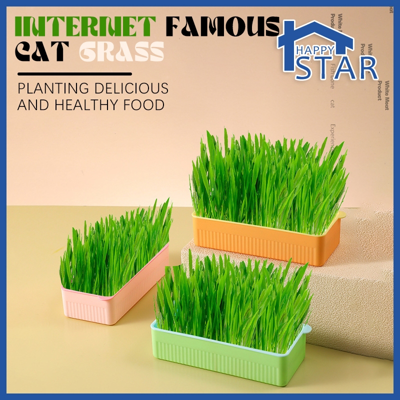 Self-Growing Rumput Kucing Tumbuh Sendiri Cat Organic Wheatgrass Seed ...