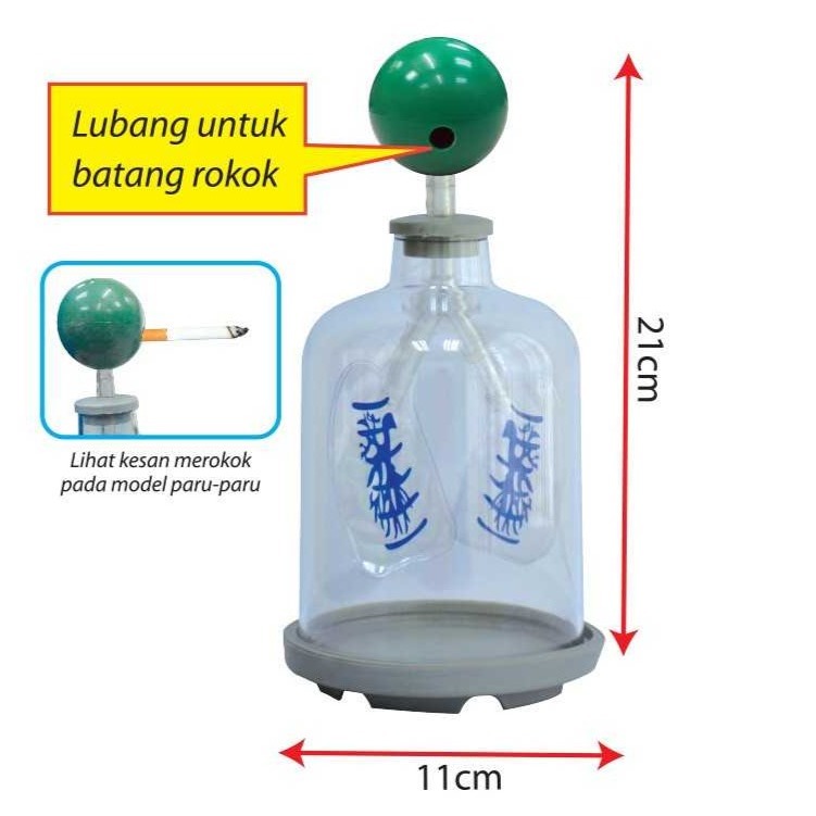 MODEL DEMONSTRASI PARU-PARU MANUSIA/MAKMAL SAINS/ALATAN MAKMAL/ALAT ...