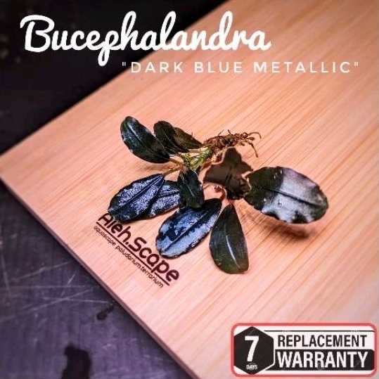 Bucephalandra Sp. Fire Red (stalk) Rare aquatic plant for Aquarium ...