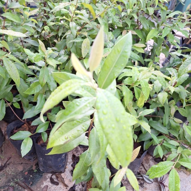 pokok buah Durian musang king dan Duri hitam | Shopee Malaysia