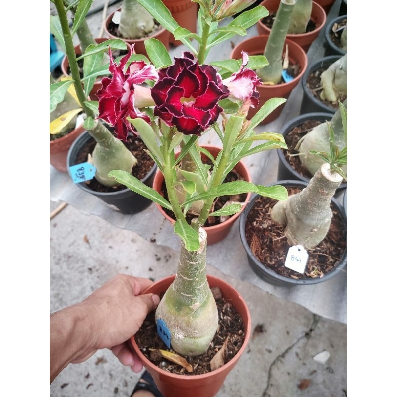 Adenium kemboja ID834 富贵花 ID Barbie red 红芭比 | Shopee Malaysia
