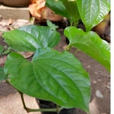 Pokok Sireh[Wana Nusery] Dua[2] pokok[ Daun Besar]Dalam satu polibeg ...