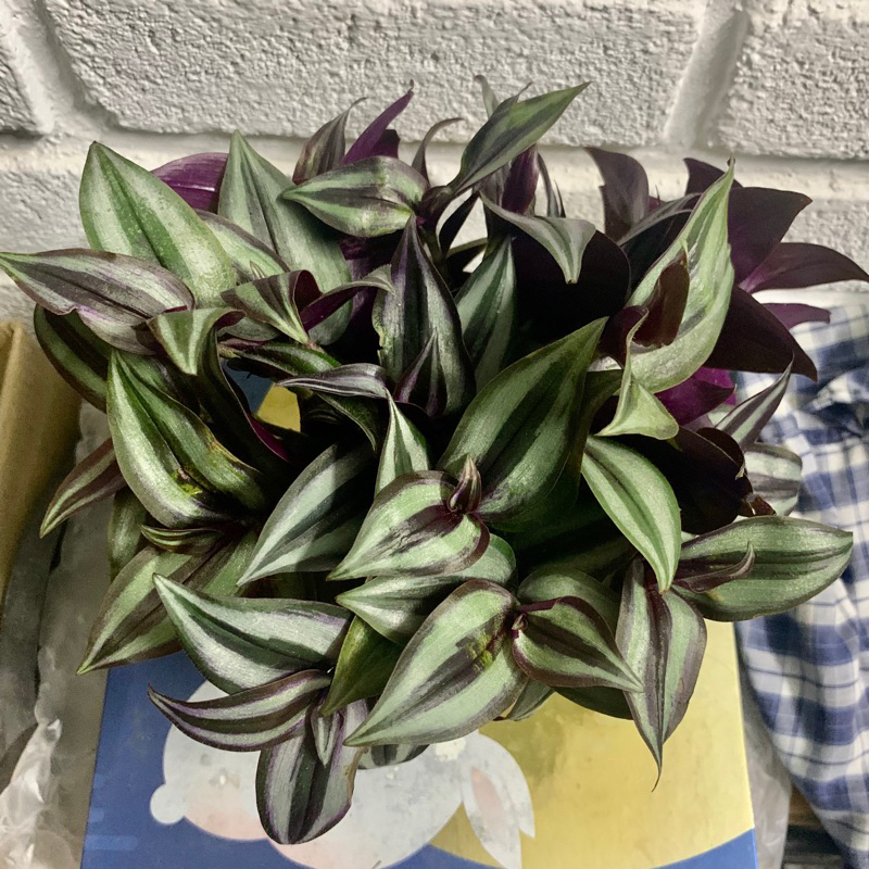 Tradescantia Zebrina / Wandering Jew / Pokok Telinga Kera ( 20 cuttings ...