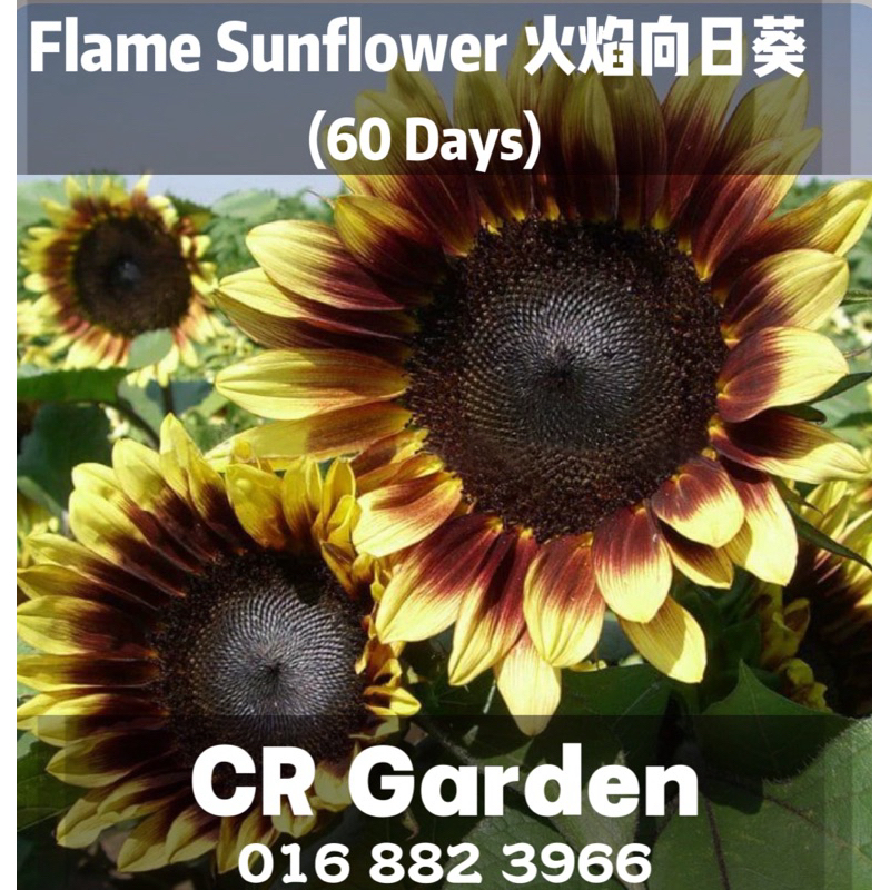 Flame Sunflower 1 Seed 火焰向日葵 1粒 (60 Days) | Shopee Malaysia