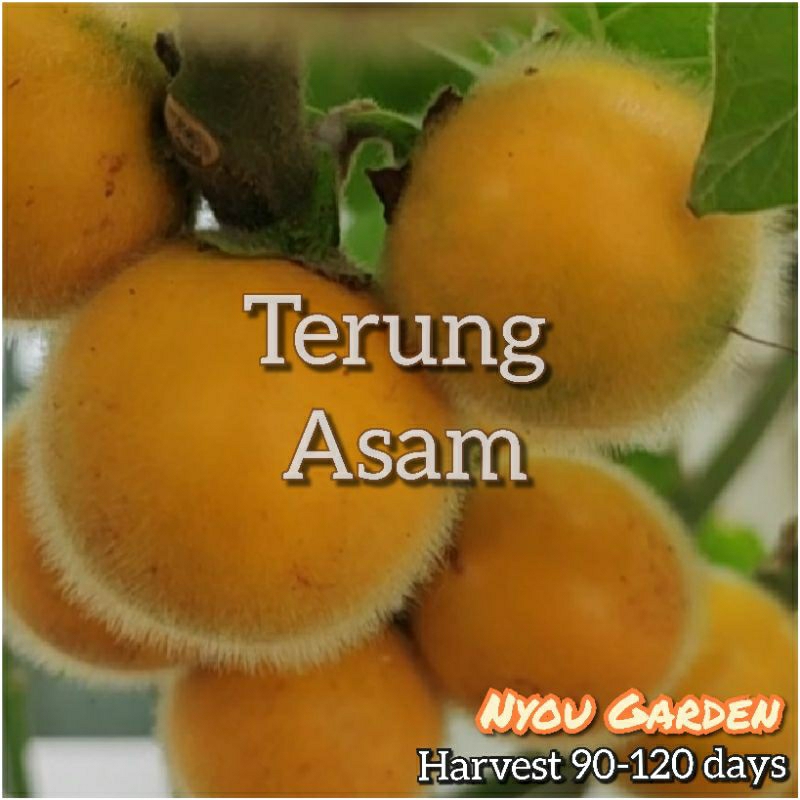 Biji Benih Terung Asam 50 biji | Shopee Malaysia