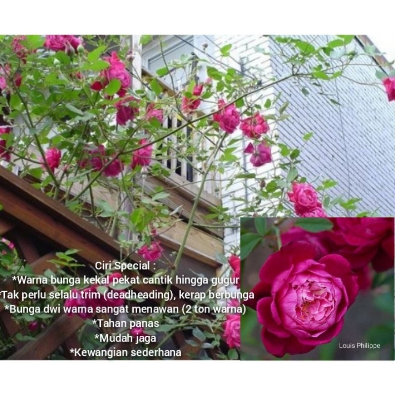 🌹Pelbagai Id I'd Ownroot Climbing English Rose Plant Anak Pokok Ros Mawar Menjalar Memanjat ...