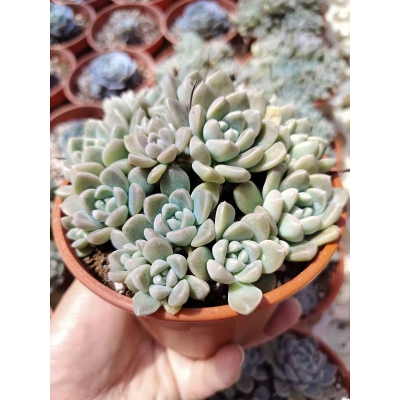 WAF succulent Graptoveria Pebbles multihead 多头鹅卵石 with 120mm pot direct ...