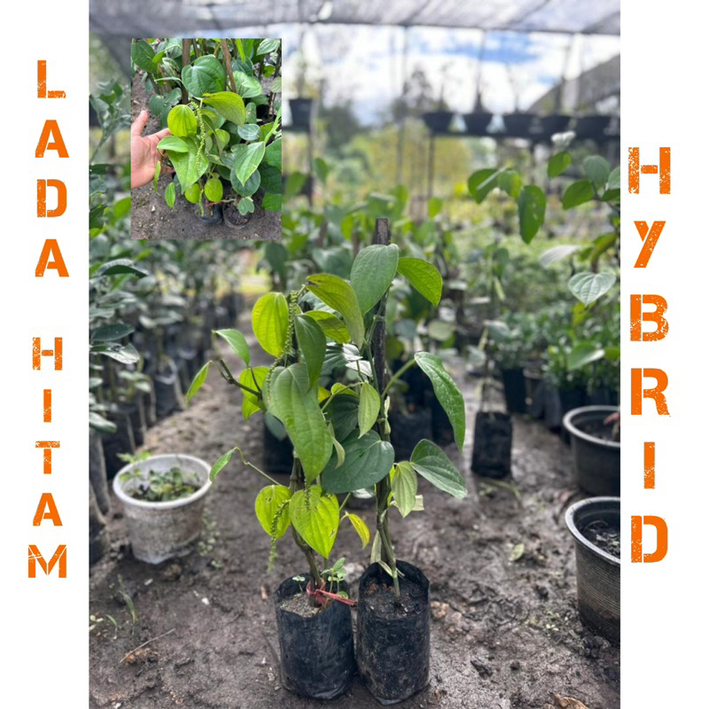 Pokok lada hitam ( hybrid ) thai murah | Shopee Malaysia