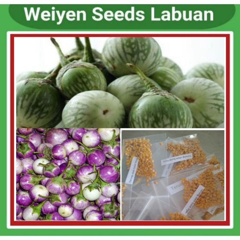Terung ulam bulat hijau/purple(1g biji benih) | Shopee Malaysia