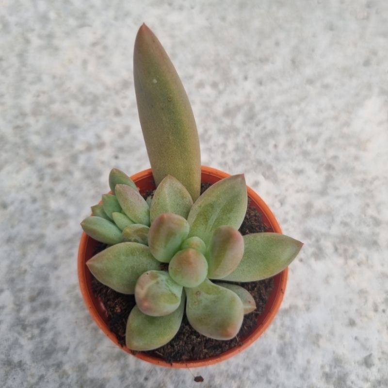 Live succulent plant (pot size 5cm) ready stock 多肉植物 所罗门 | Shopee Malaysia