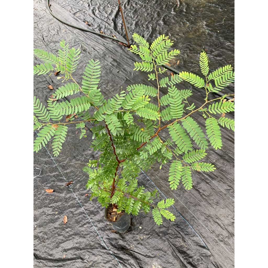 Anak Pokok Asam Jawa / Asam Kuning / Tamarind | Shopee Malaysia