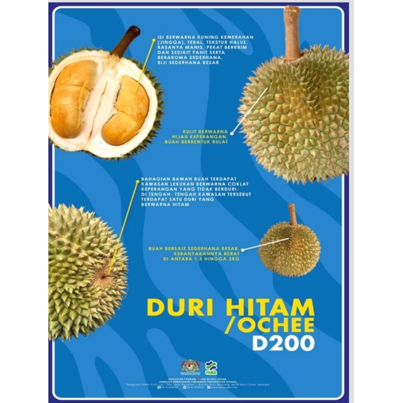 Pelbagai Jenis Pokok Durian Rare Dan Viral Terbaru💥💥💥 | Shopee Malaysia