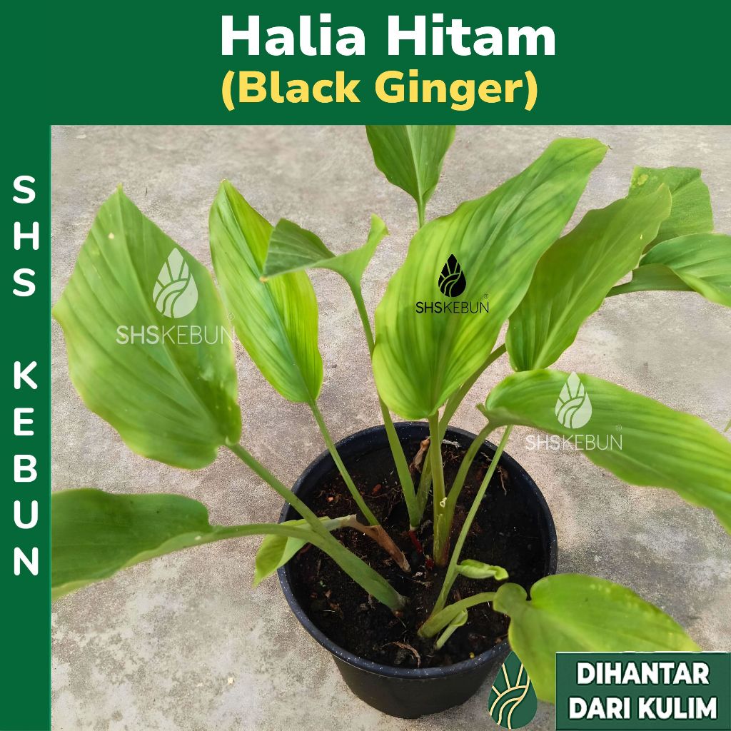 Pokok Halia Hitam Black Ginger Plant Kaempferia Parviflora Pokok Hidup ...