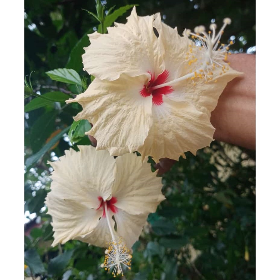 Anak Pokok Bunga Raya Lejen Rosa Sinensis | Shopee Malaysia