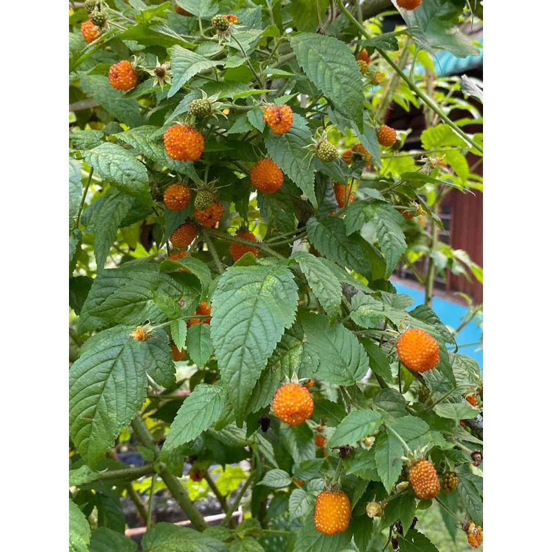 Anak Pokok Raspberry Native (Oren) | Shopee Malaysia